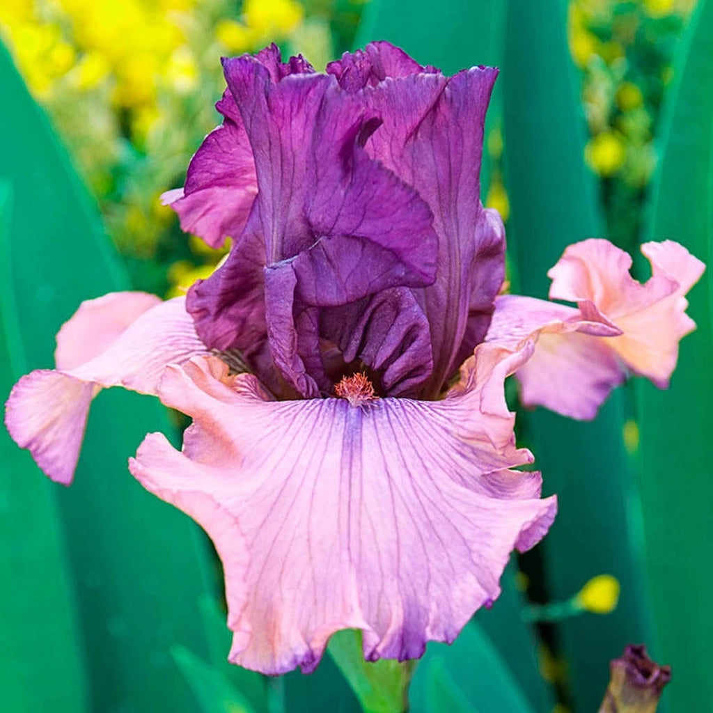 Finishing School Bearded Iris | Breck's