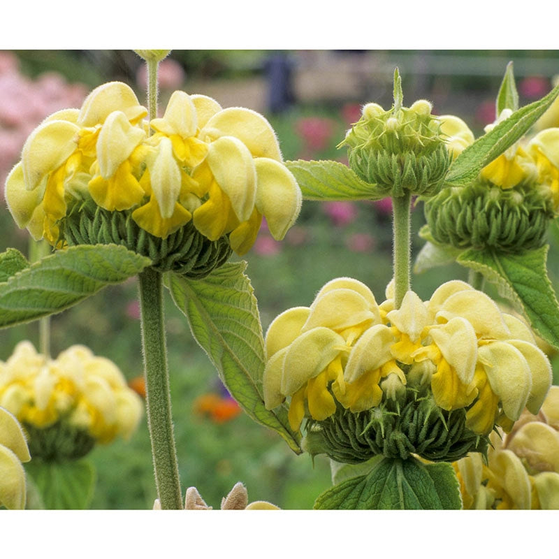 Buy Jerusalem Sage Online | Sage Plants for Sale | Breck's