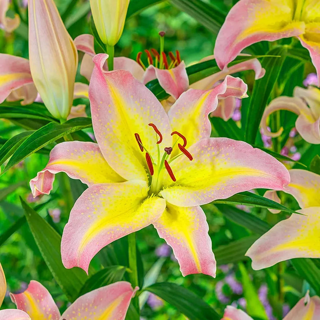 Hocus Pocus Lily | Oriental Lilies for Sale | Breck's