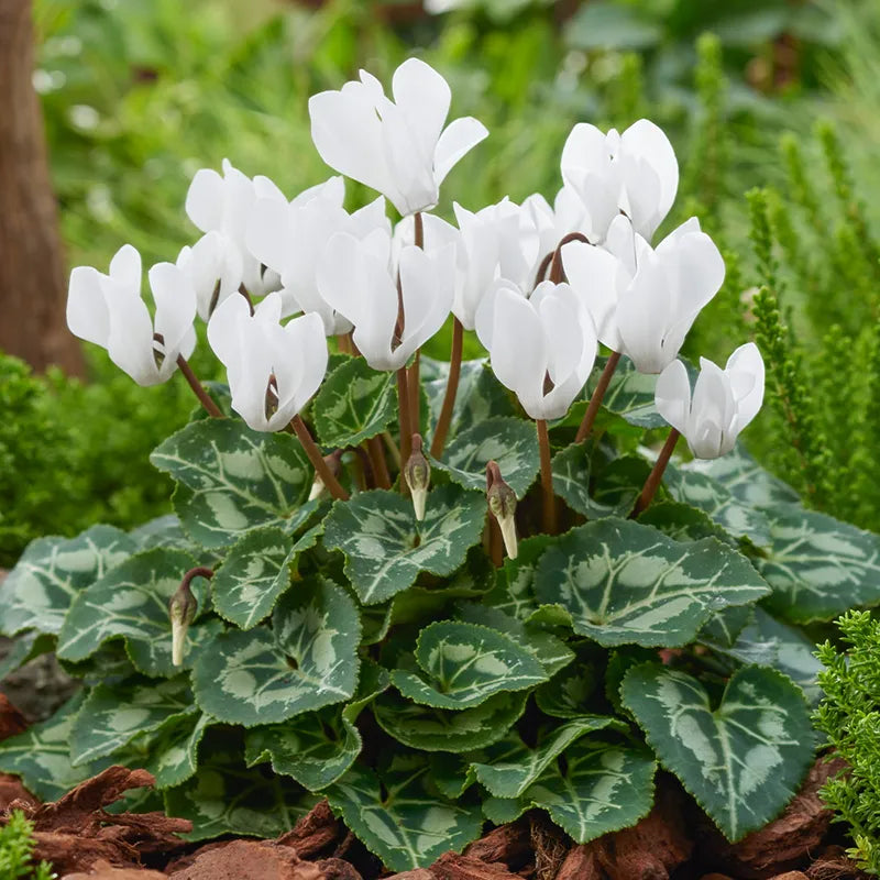 White Hardy Cyclamen for Sale | Breck's