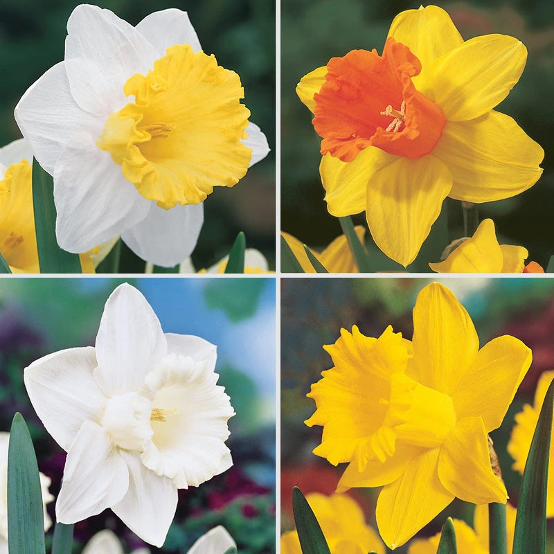 Shop Trumpet Daffodil Collection | Spring Bulbs | Breck's – Brecks
