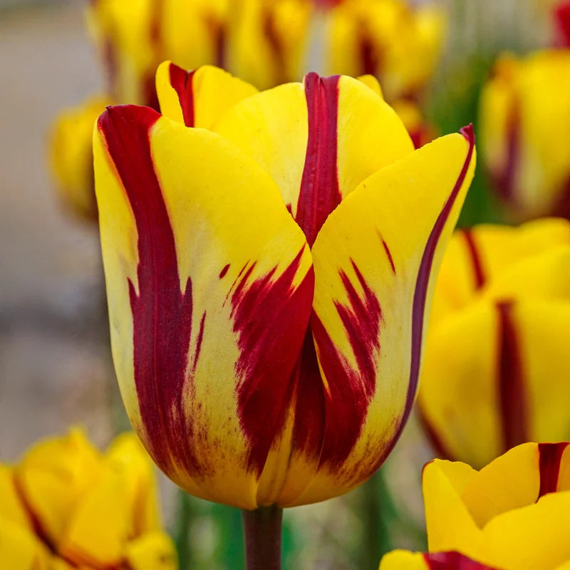 Shop for Helmar Tulip Bulbs | Breck's