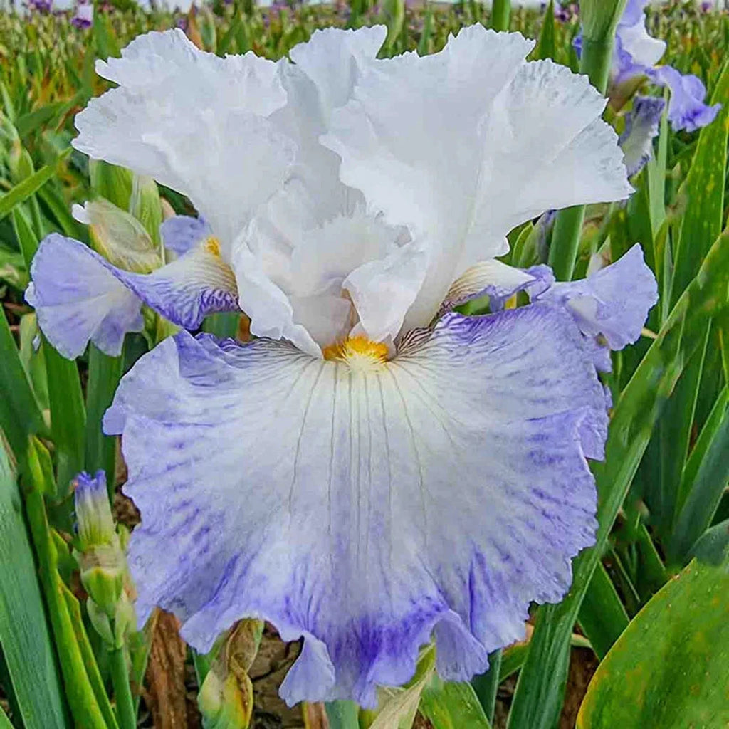 Autumn Breeze Reblooming Bearded Iris | Iris Bulbs | Breck's