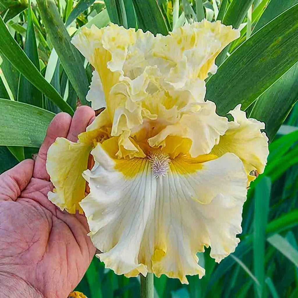 Shop Bring Me Diamonds Reblooming Bearded Iris | Breck's