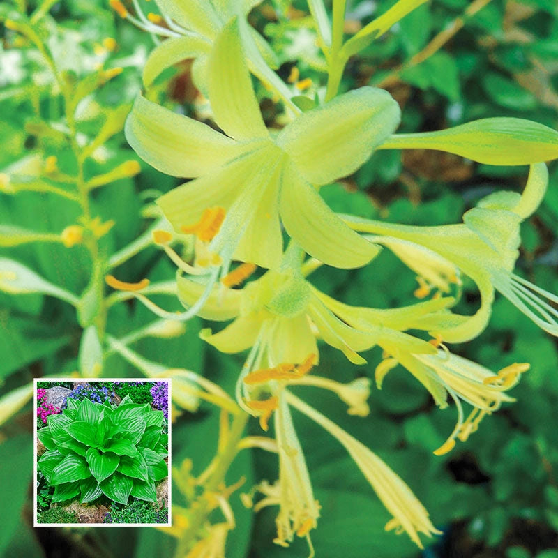Miracle Lemony Hosta | Breck's