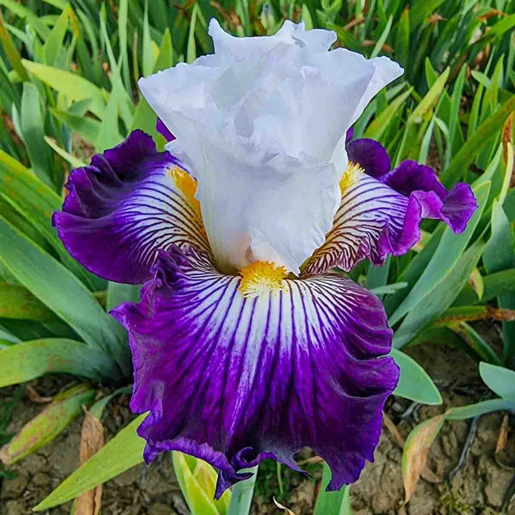 Buy Dancing Star Bearded Iris Online | Iris Bulbs | Breck's