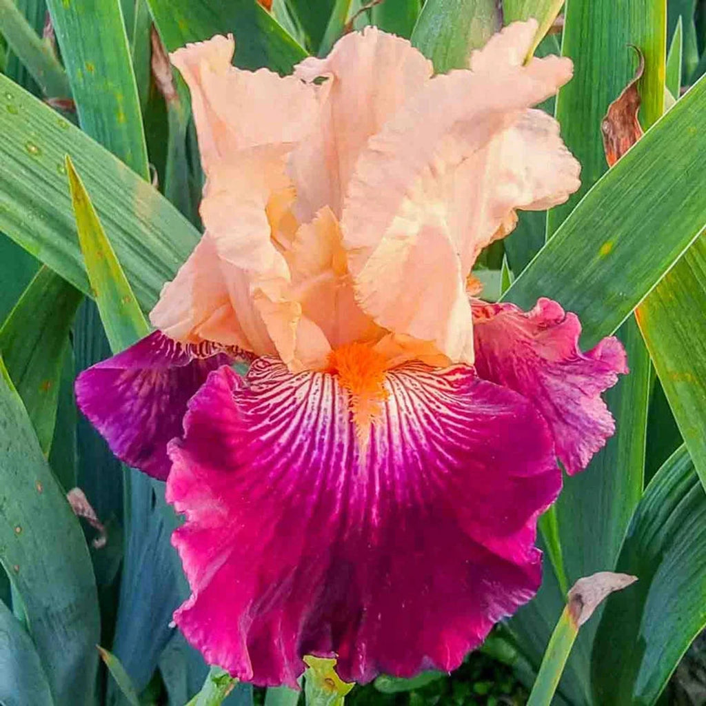 Buy Dark Before Dawn Reblooming Bearded Iris | Breck's