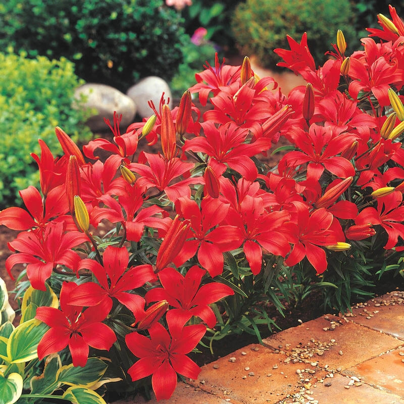 Shop Red Carpet Border Lilies | Breck's