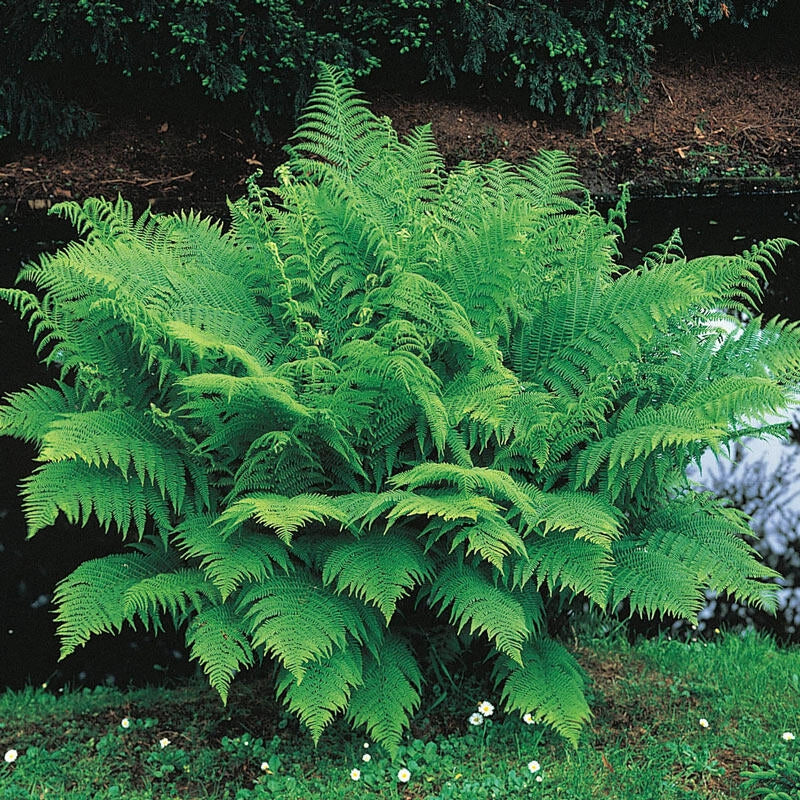 Great Price on Lady Fern | Breck's – Brecks
