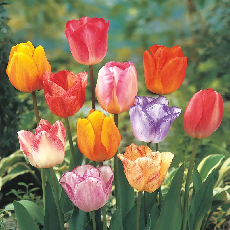 Colour Magic Tulip Mixture | Breck's – Brecks
