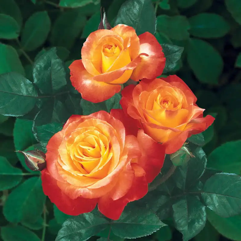 Chihuly® Floribunda Rose| Roses for Growing | Shop Breck’s