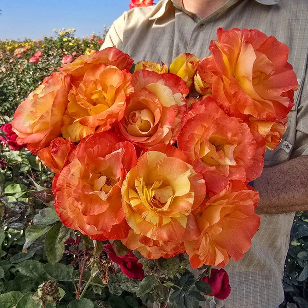 Chihuly® Floribunda Rose| Roses for Growing | Shop Breck’s