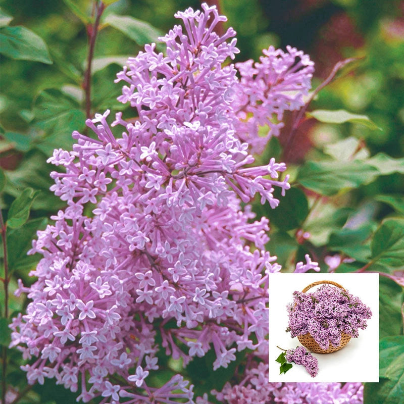 Buy Josee Reblooming Lilac | Hedges and Shrubs | Breck's