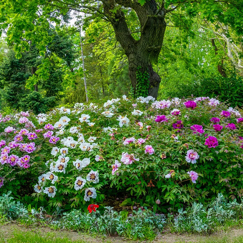 Imperial Tree Peony Collection – Breck's