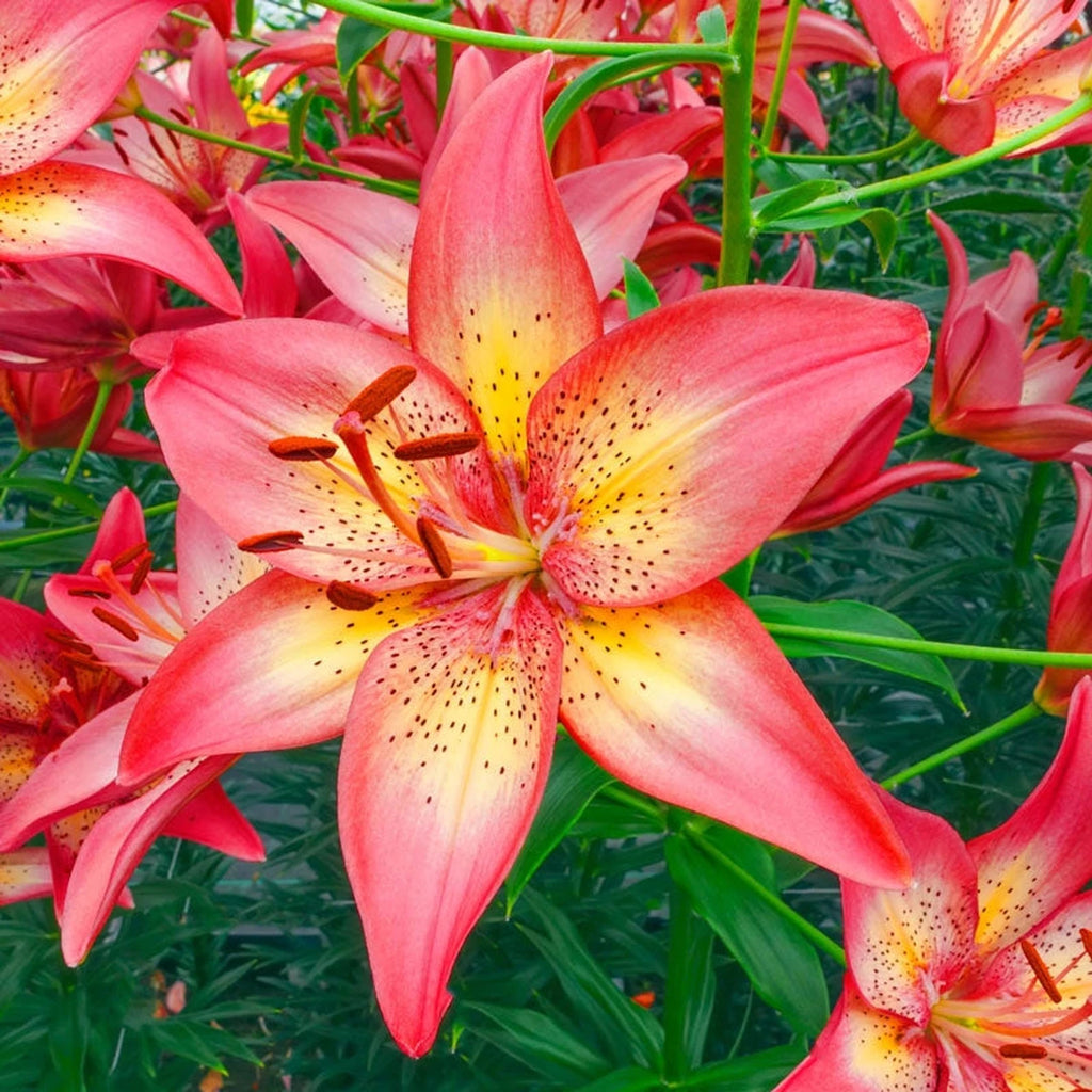 Buy Trogon Lily Online | Asiatic Lilies for Sale | Breck's