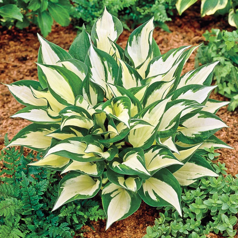 Loyalist Hosta | Breck's