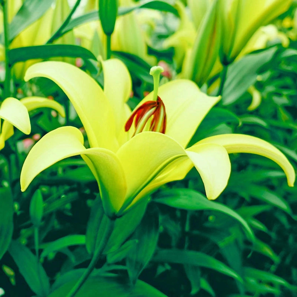 Buy Yelloween Candelabra Lily | Best Deal on Lilies | Breck's