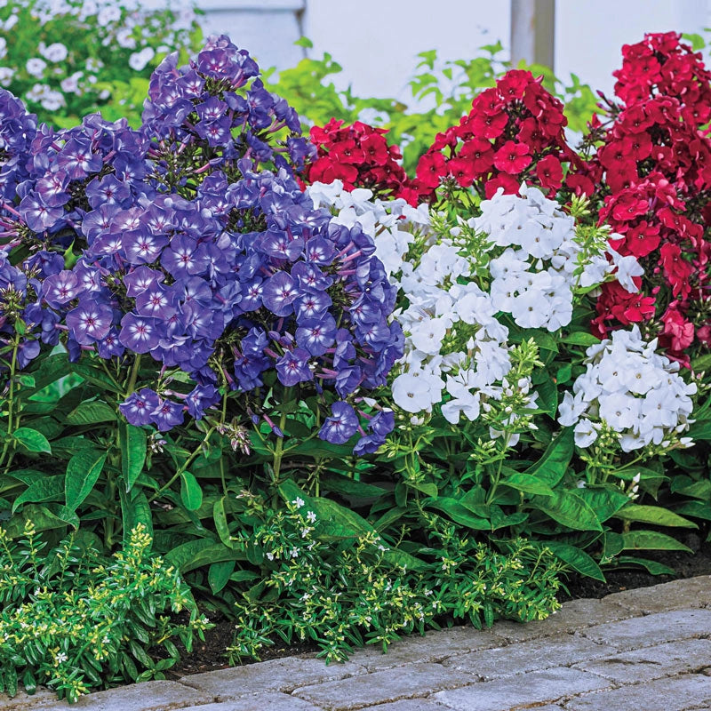 4th of July Phlox Mixture | Breck's