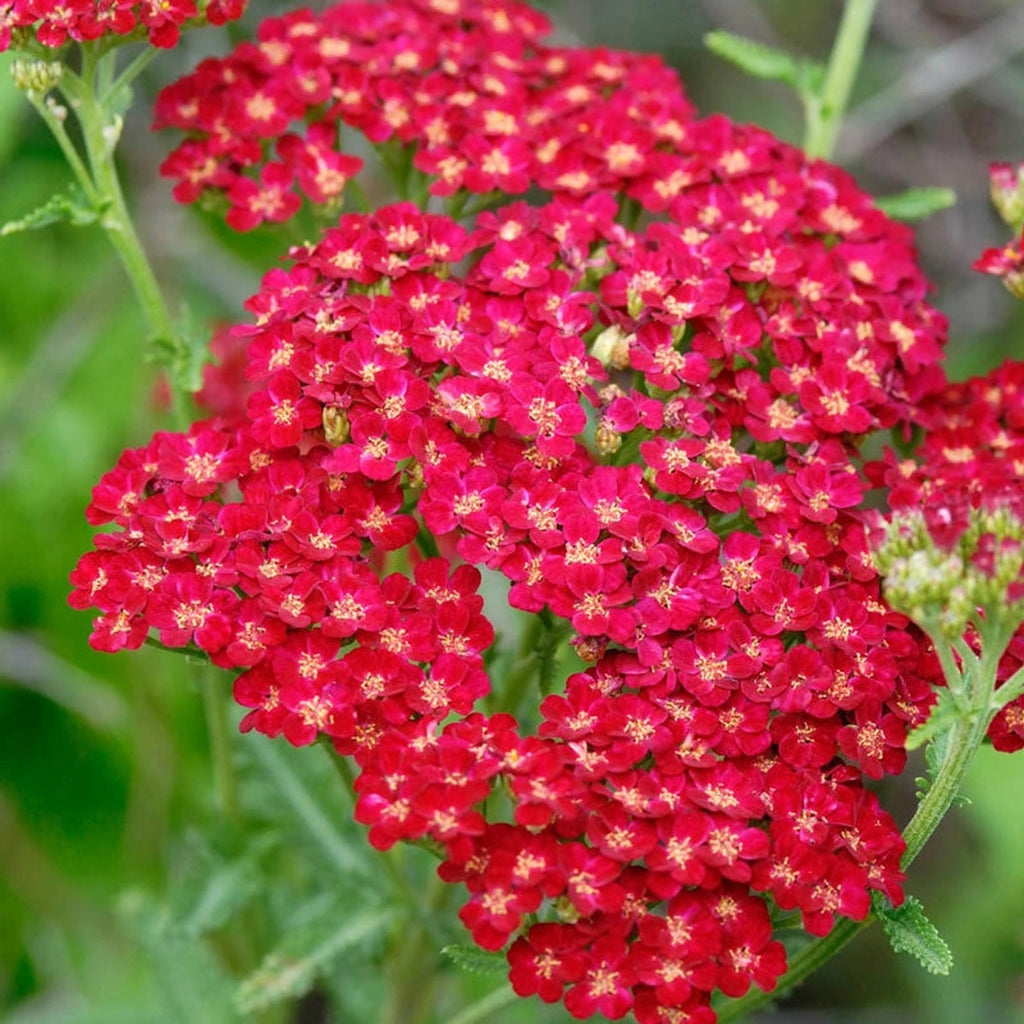 Shop Red Velvet Yarrow Online | Sun Perennials | Breck's