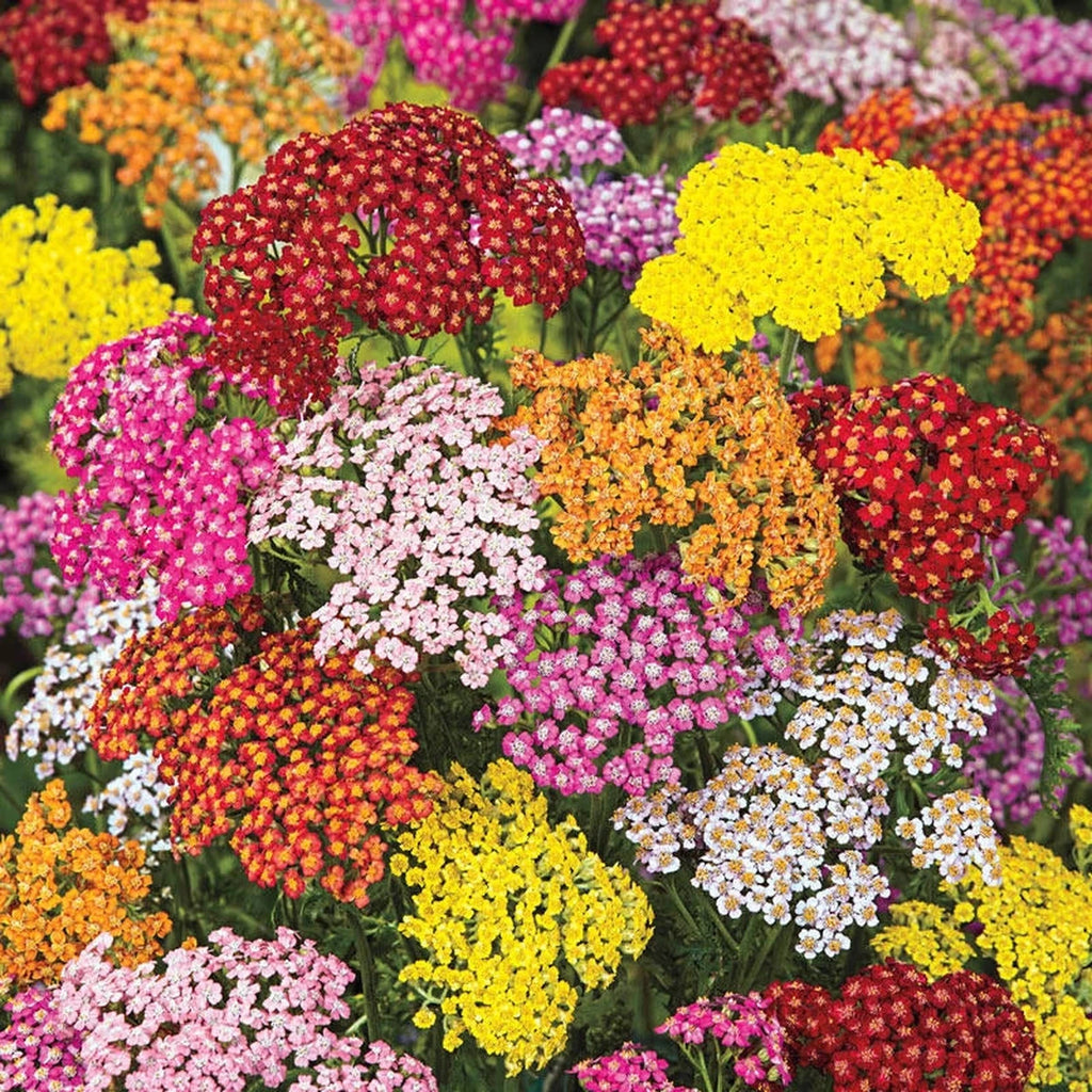 Rainbow Yarrow - Yellow, White, Pink and Yellow Yarrow | Breck's