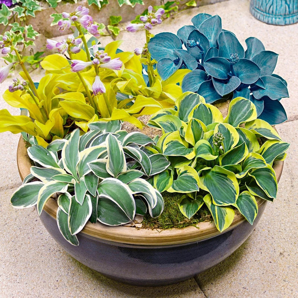 Mini Mouse Hosta Collection | Breck's