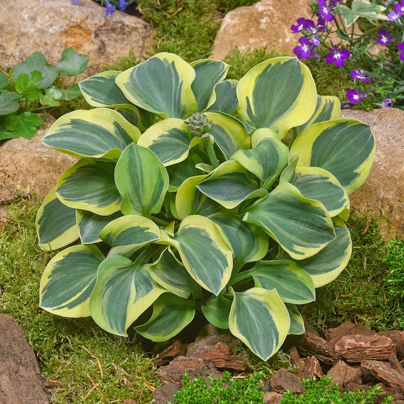 Buy Mighty Mouse Mini Hostas | Shade Perennials | Breck's