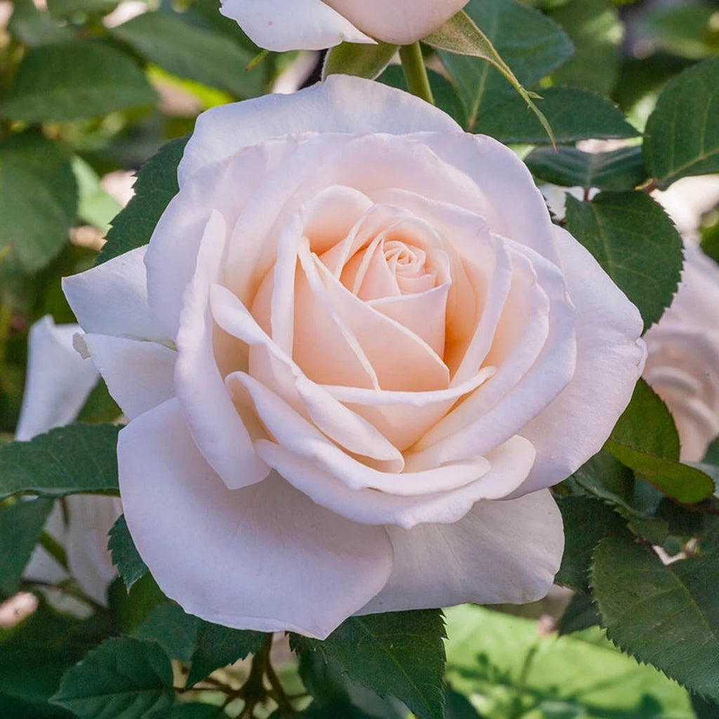 Easy Spirit Floribunda Rose | Brecks.com