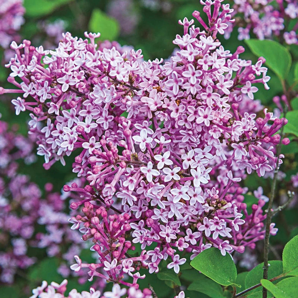 Josee Reblooming Lilac Hedge | Hedges and Shrubs | Breck's