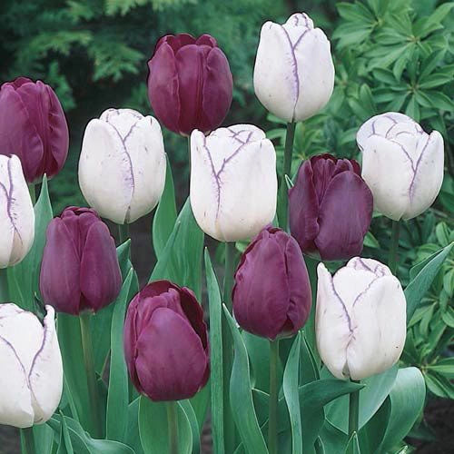 Shop Purple Majesty Tulip | Breck's