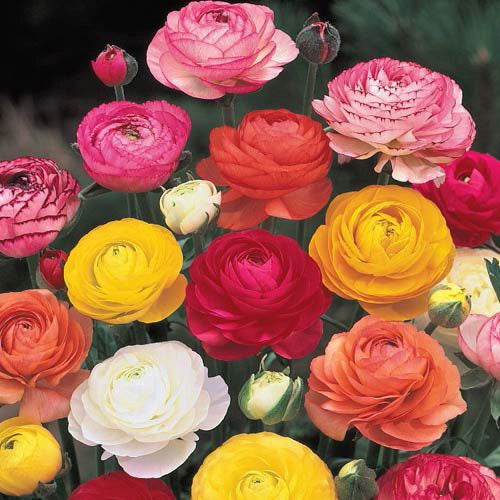 Shop Ranunculus Mixture - Bulb Mix | Breck's