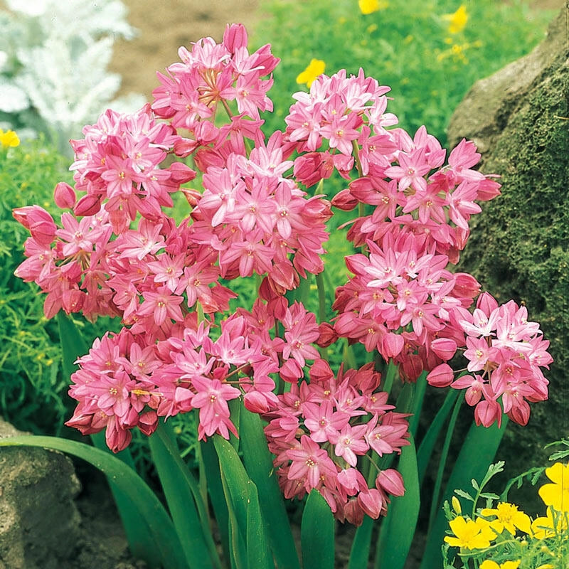 Shop Alpine Rosy Bells | Breck's