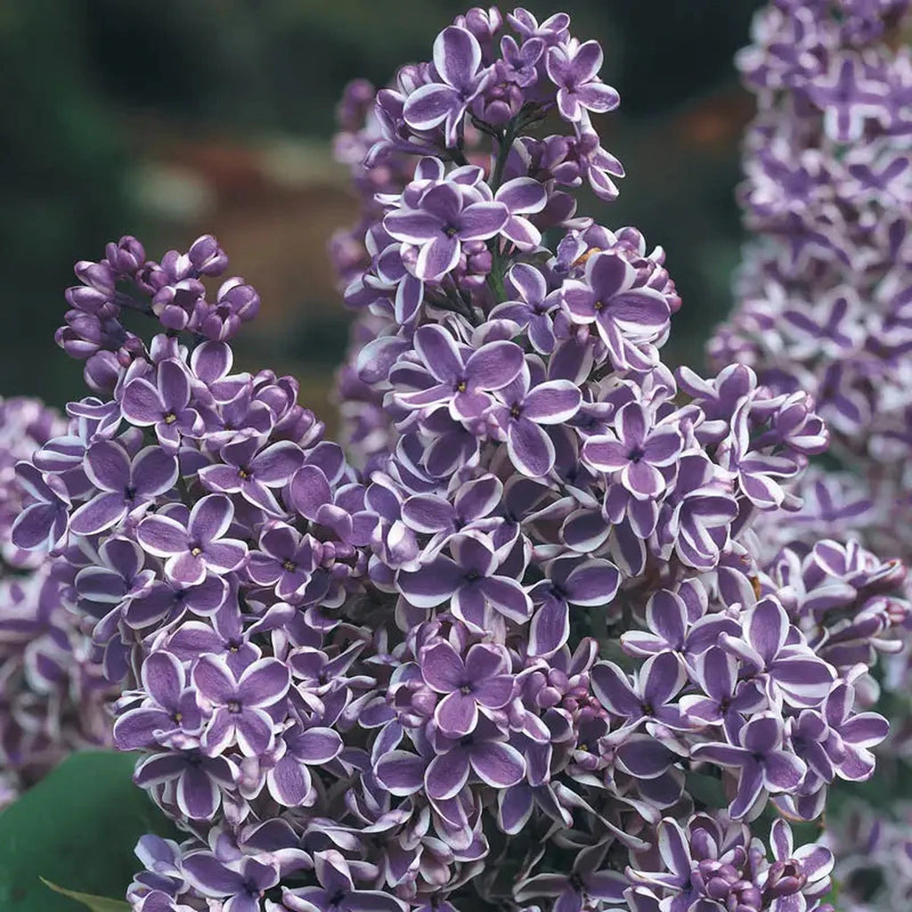 Sensation Lilac | Shop Hedges and Shrubs | Buy at Breck's
