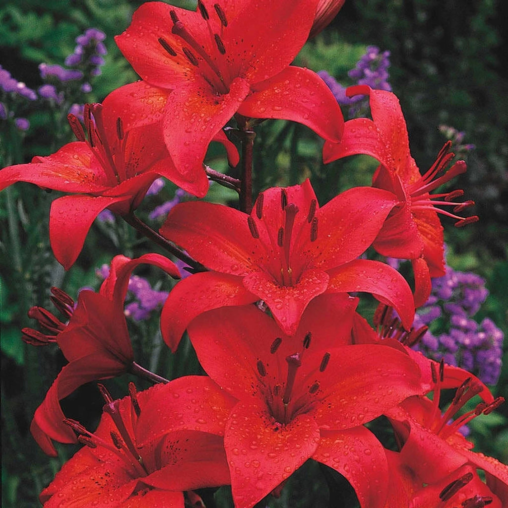 Shop Grand Paradiso Lily | Breck's