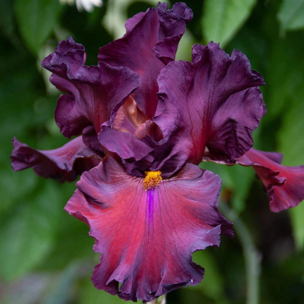 Grateful Red Bearded Iris | Breck's