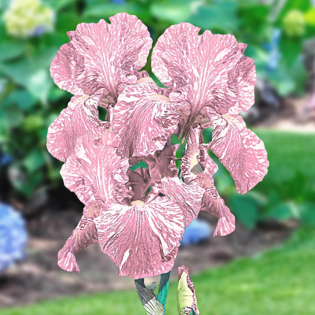 Baboon Bottom Bearded Iris | Breck's