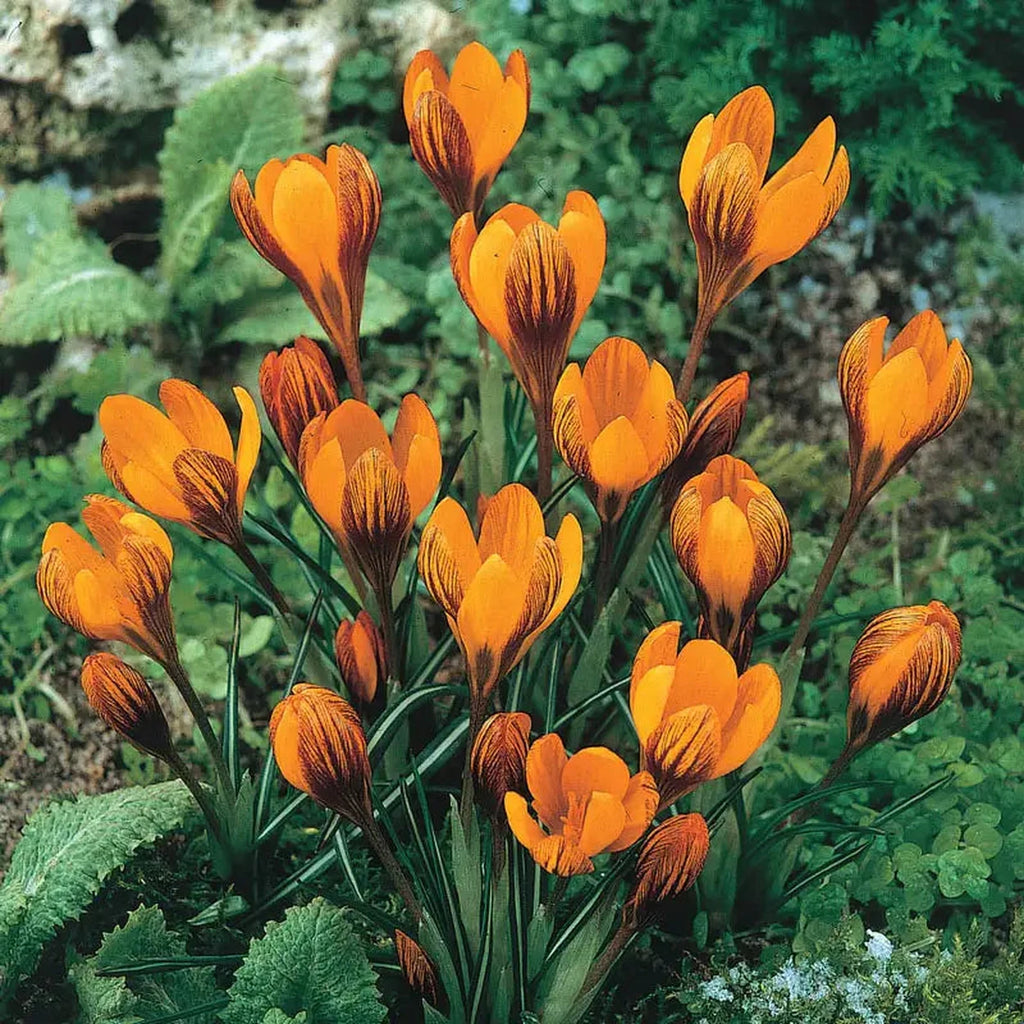 Orange Monarch Snow Crocus | Breck's