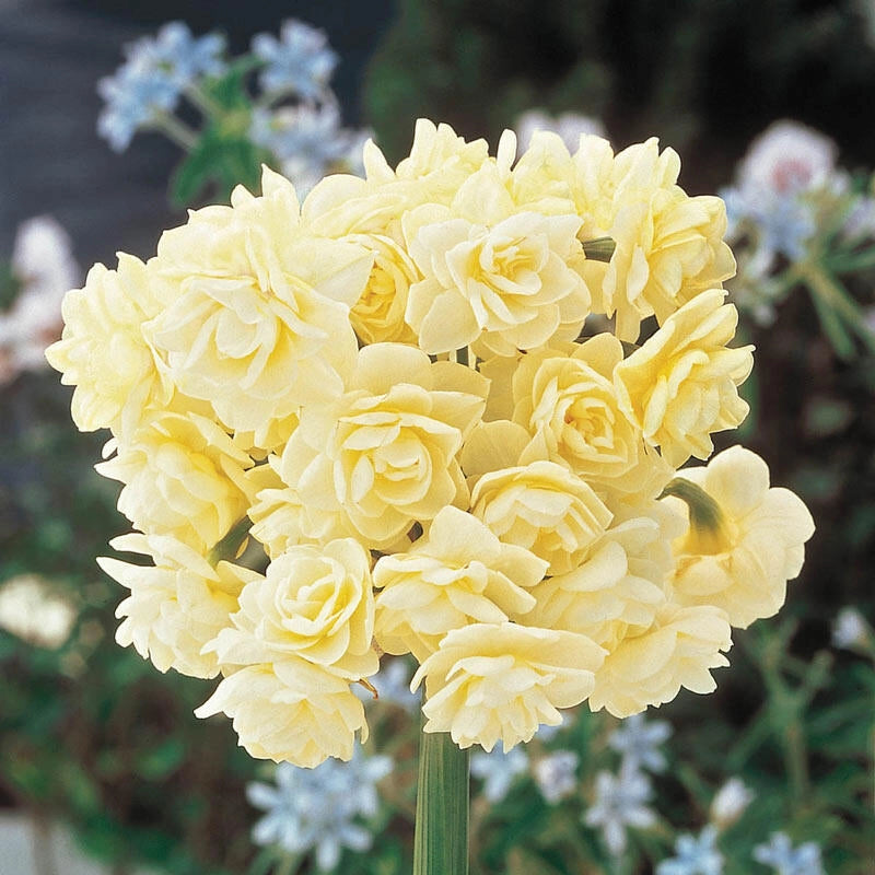 Spring Cheer Daffodil - Buy Erlicheer Daffodil | Breck's