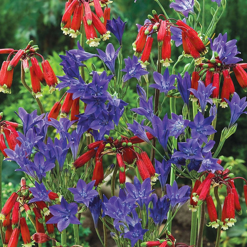 Shop Firecracker in the Sky Mixture | Breck's