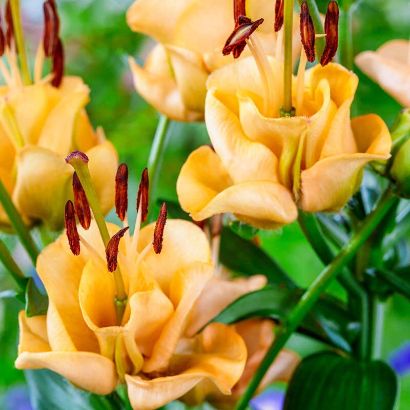 Apricot Fudge Lily | Breck's