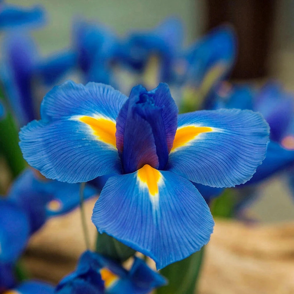 Blue Diamond Dutch Iris | Breck's