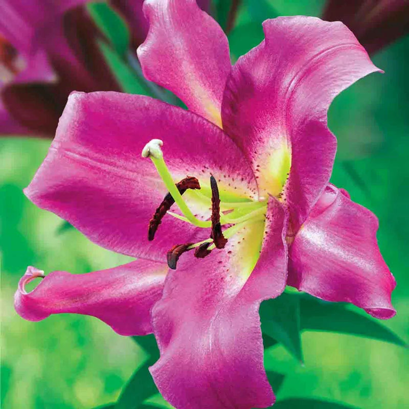 Purple Lady Lily Tree | Breck's