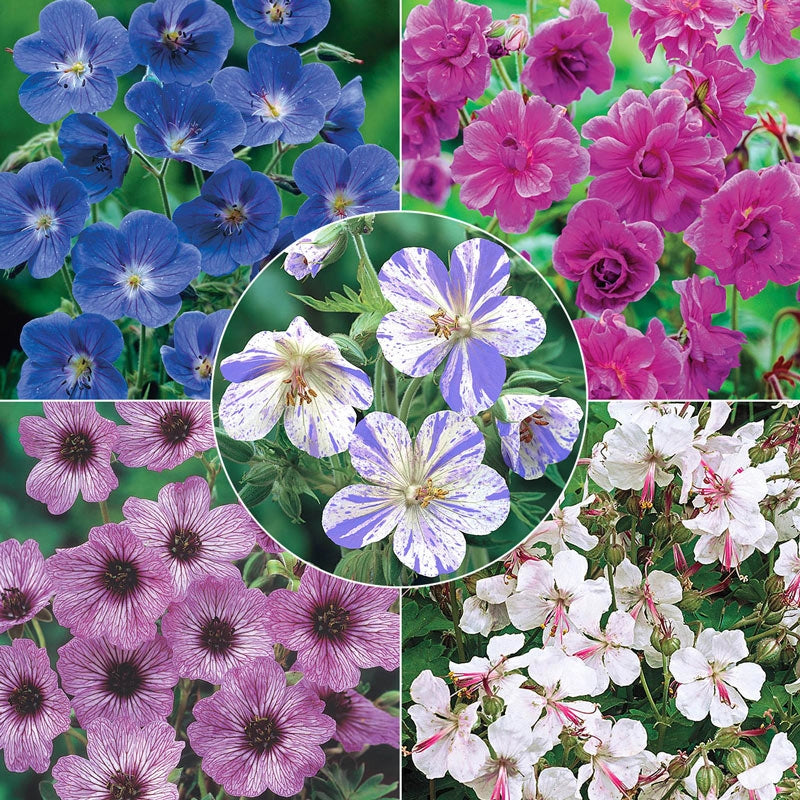 Buy Breck's Everblooming Hardy Geranium Collection | Breck's