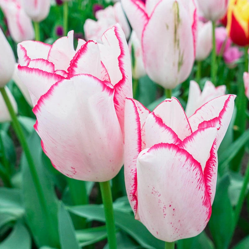 Shop Beautytrend Tulip Online | Spring Bulbs Sale | Breck's – Brecks