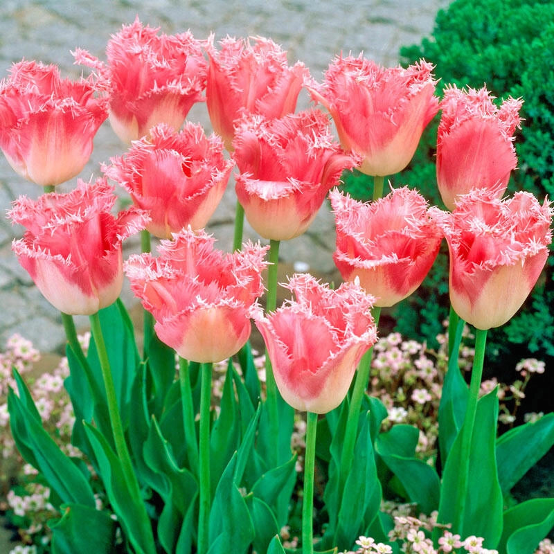 Buy Fancy Frills Tulip Online | Spring Bulbs Sale | Breck's