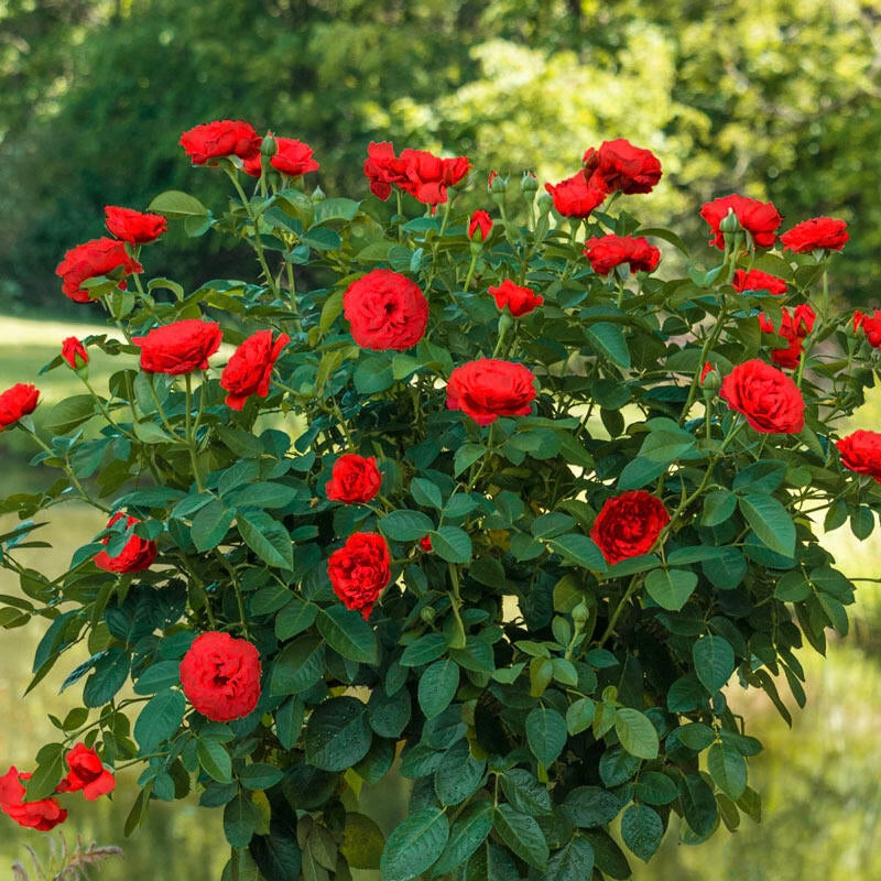 Take It Easy 24" Patio Tree Rose | Shop Online | Breck's