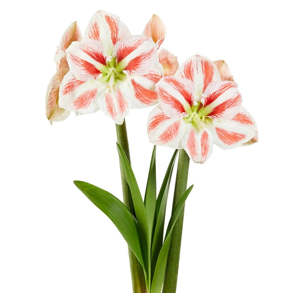 Amaryllis Clown | Amaryllis Bulbs | Breck's