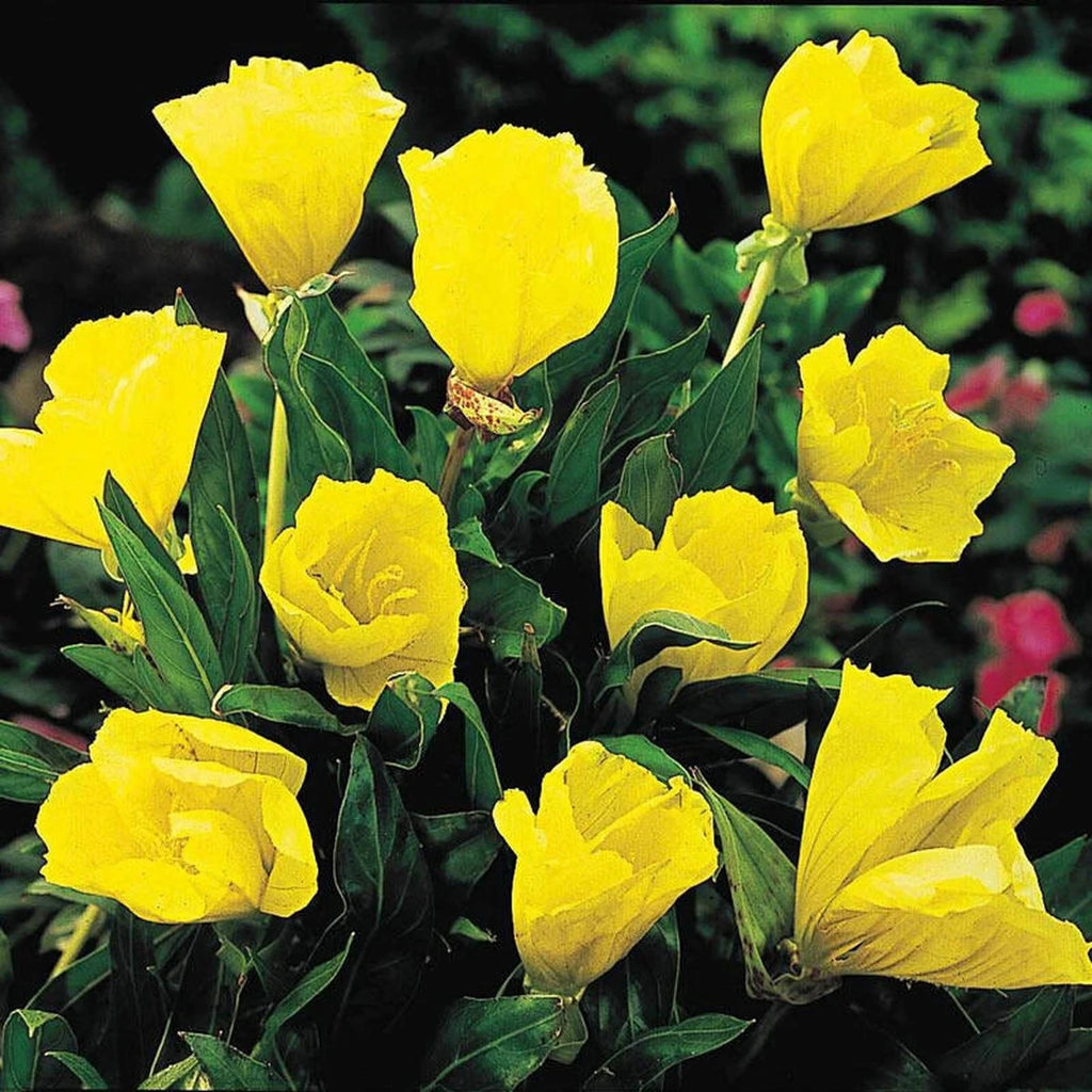 Buy Ozark Sundrop Online | Sun Perennials | Breck's