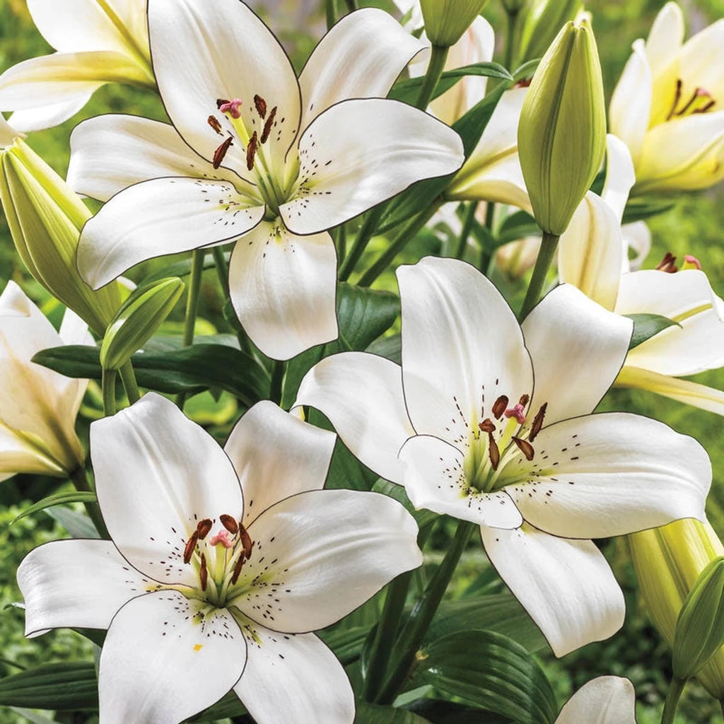 Eyeliner Lily | Breck's