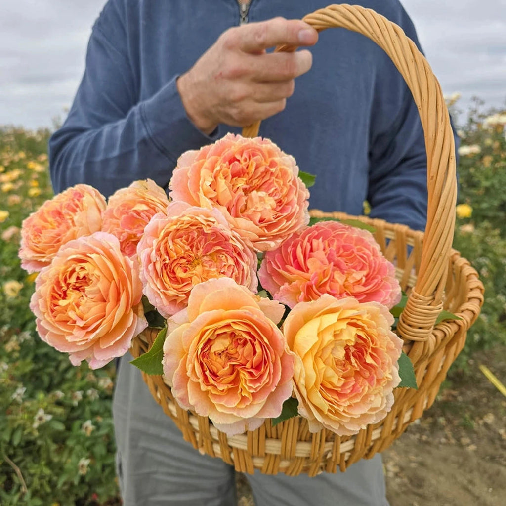 Fun in the Sun Grandiflora Rose | Save up to 75% | Breck's