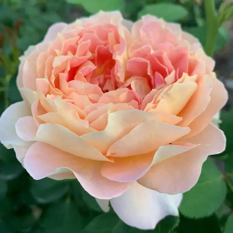 Fun in the Sun Grandiflora Rose | Save up to 75% | Breck's
